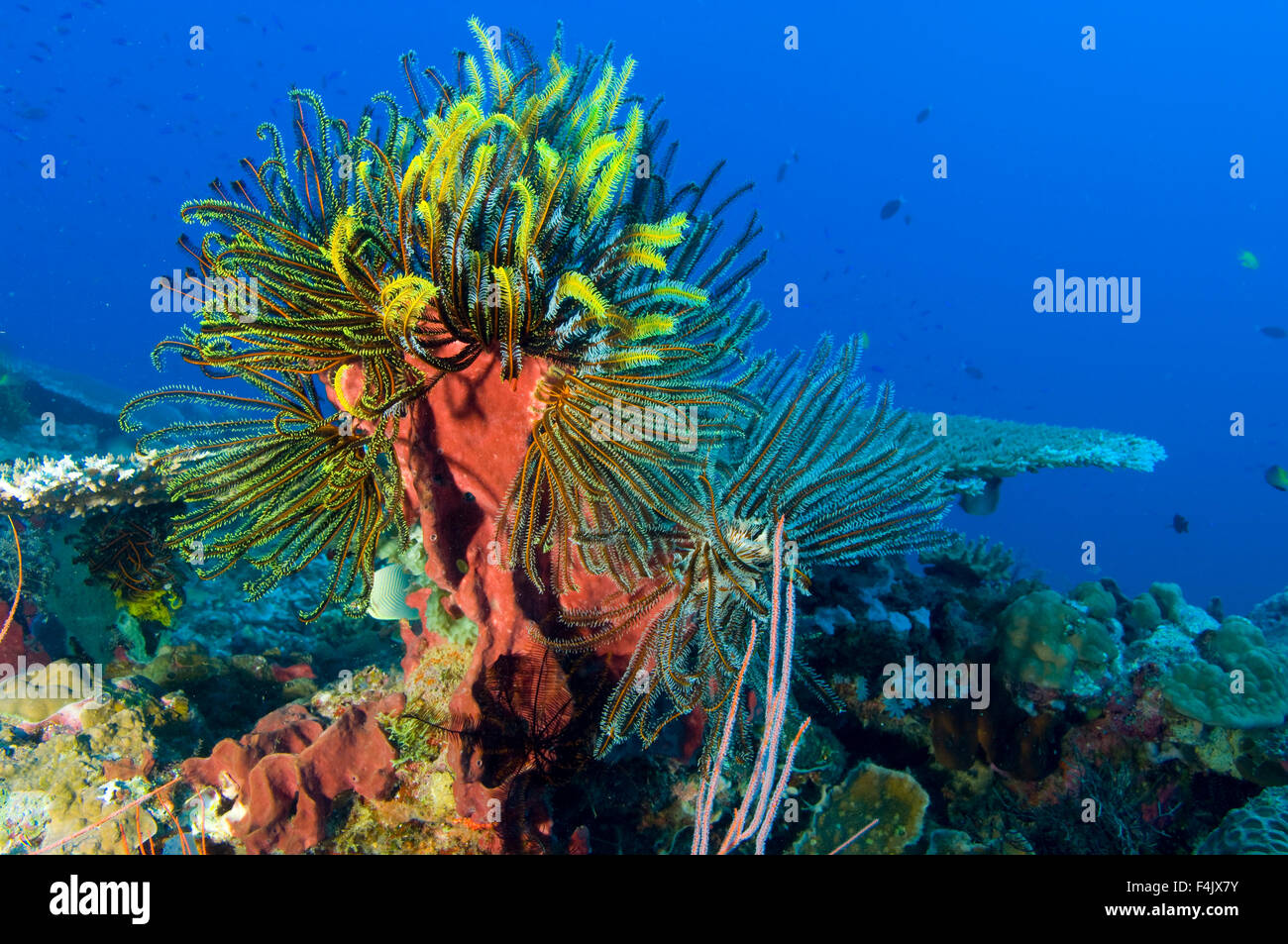 Colony of crinoids Stock Photo - Alamy