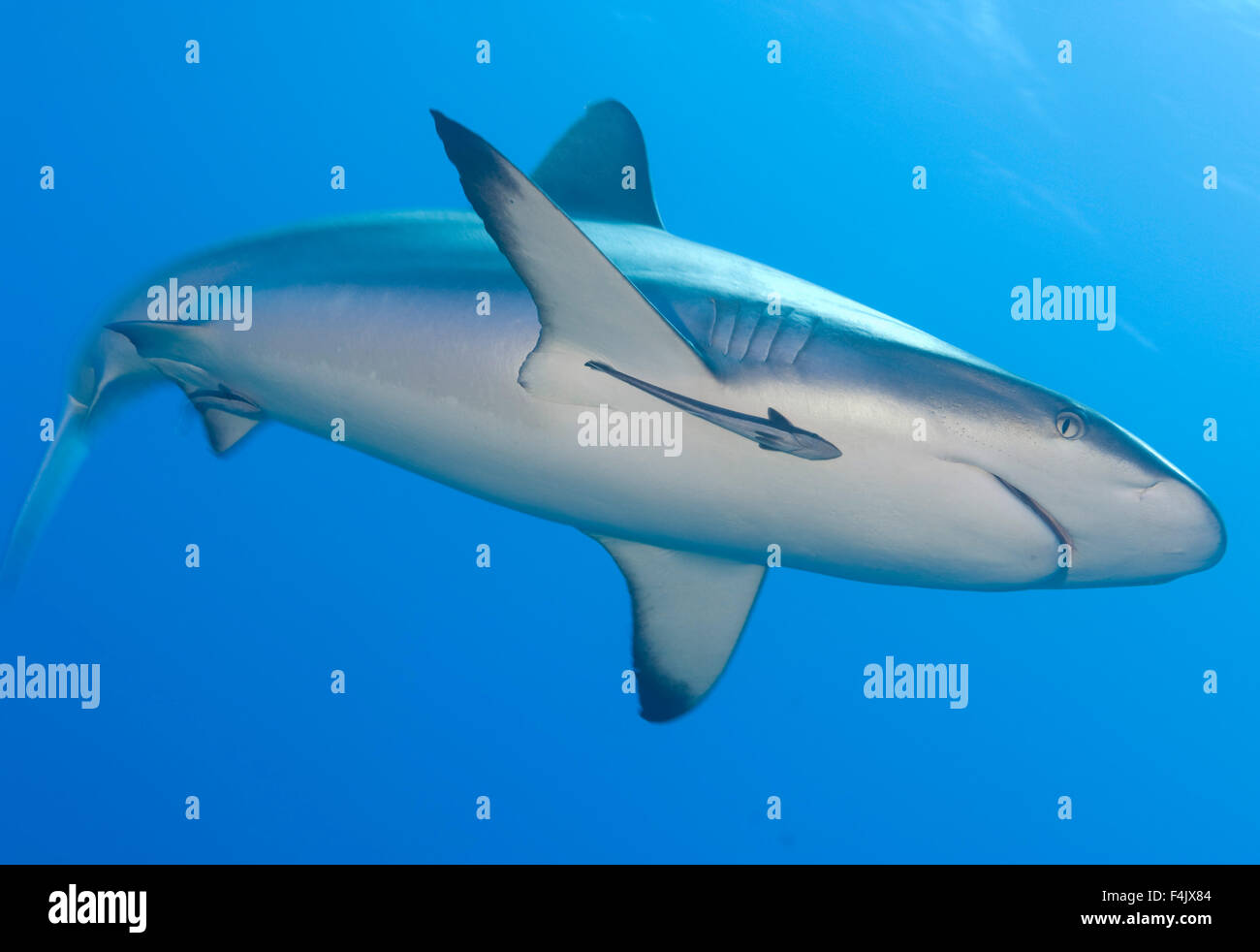 Grey Reef Shark Stock Photo - Alamy