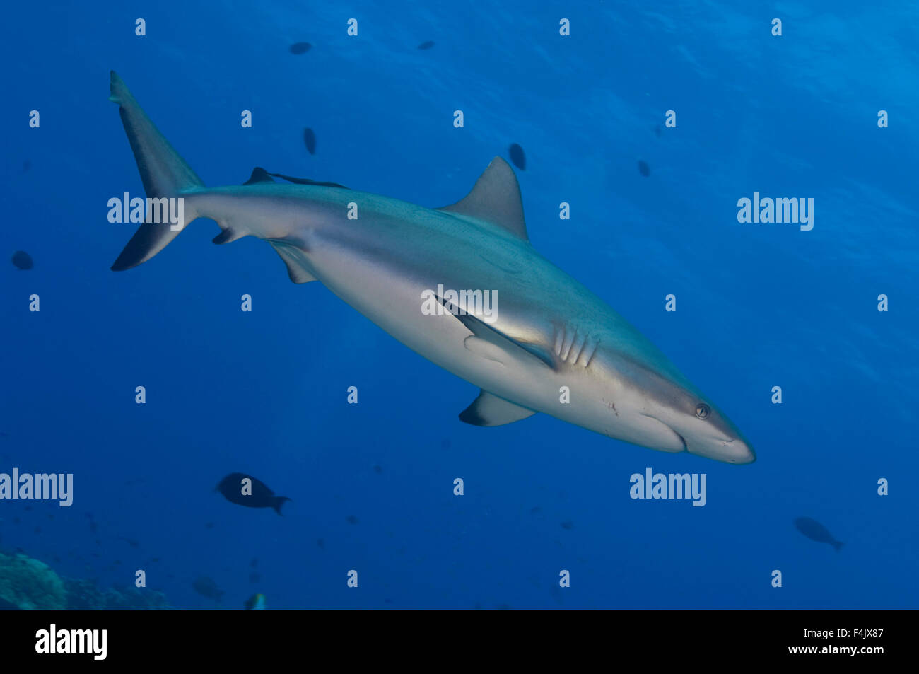 Grey reef shark Stock Photo - Alamy