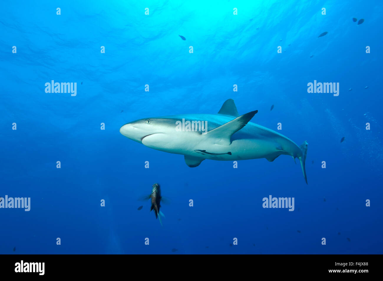 Grey reef shark Stock Photo - Alamy
