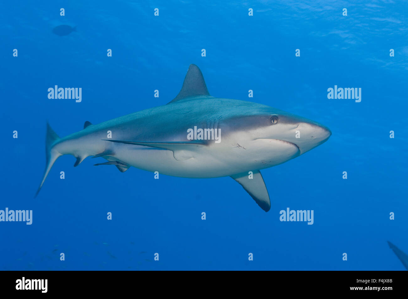 Grey reef shark Stock Photo - Alamy