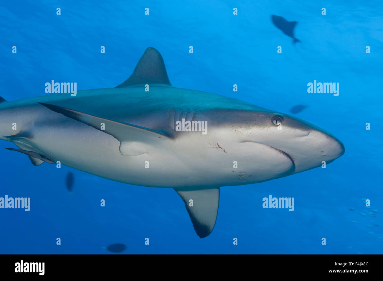 Grey reef shark Stock Photo - Alamy