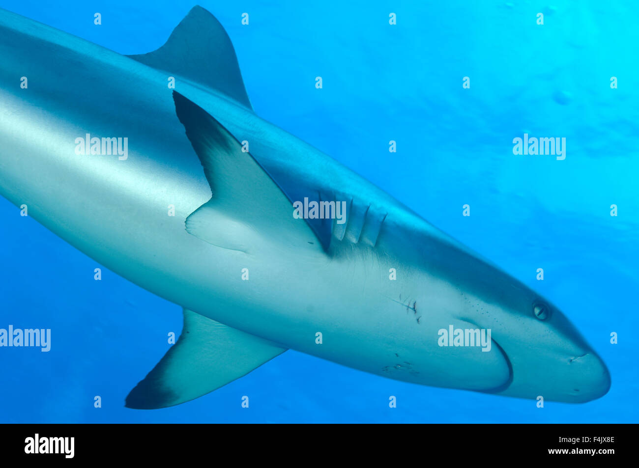 Grey reef shark Stock Photo - Alamy