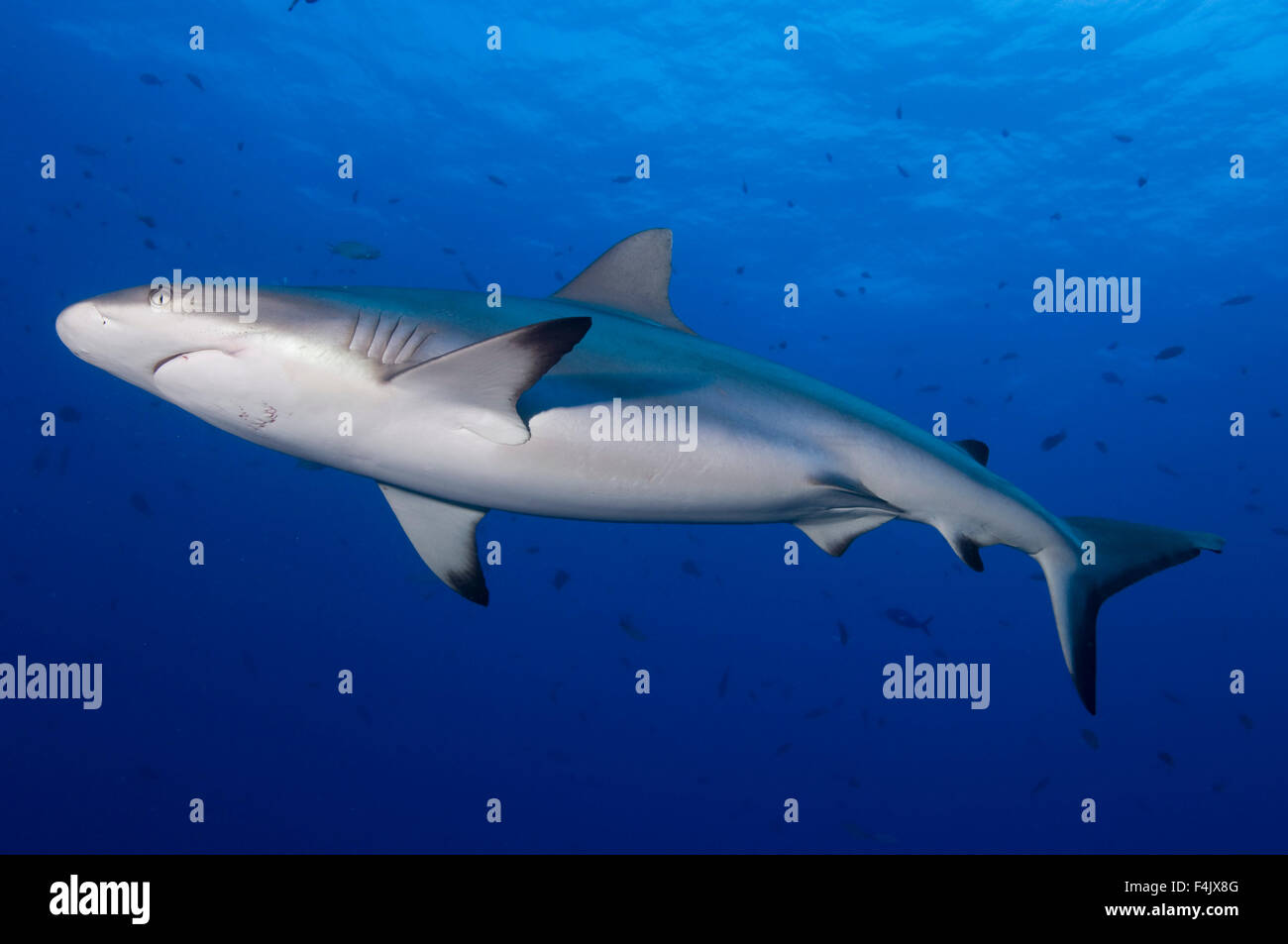 Grey reef shark Stock Photo - Alamy