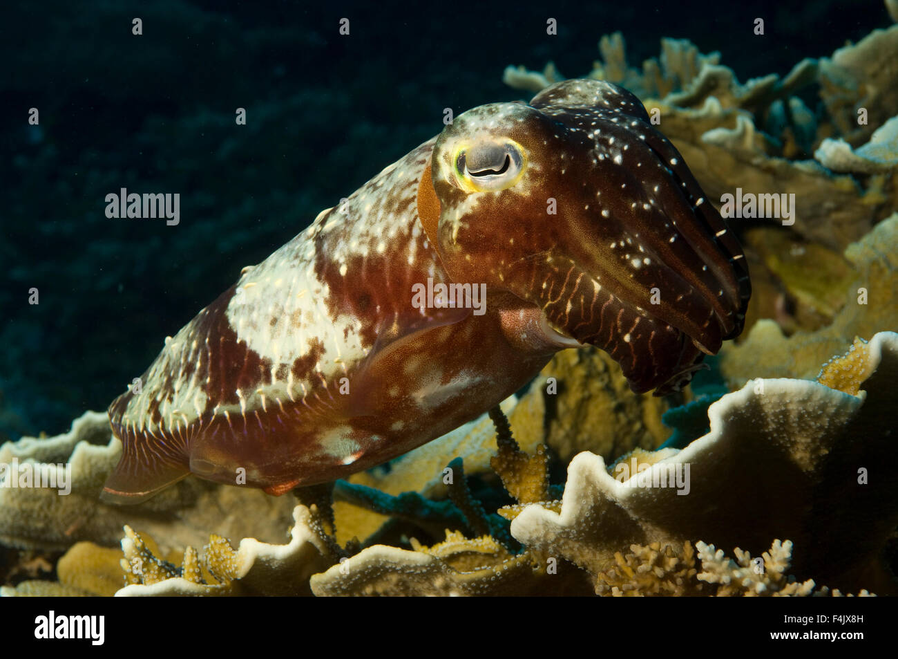 Cuttlefish british hi-res stock photography and images - Alamy
