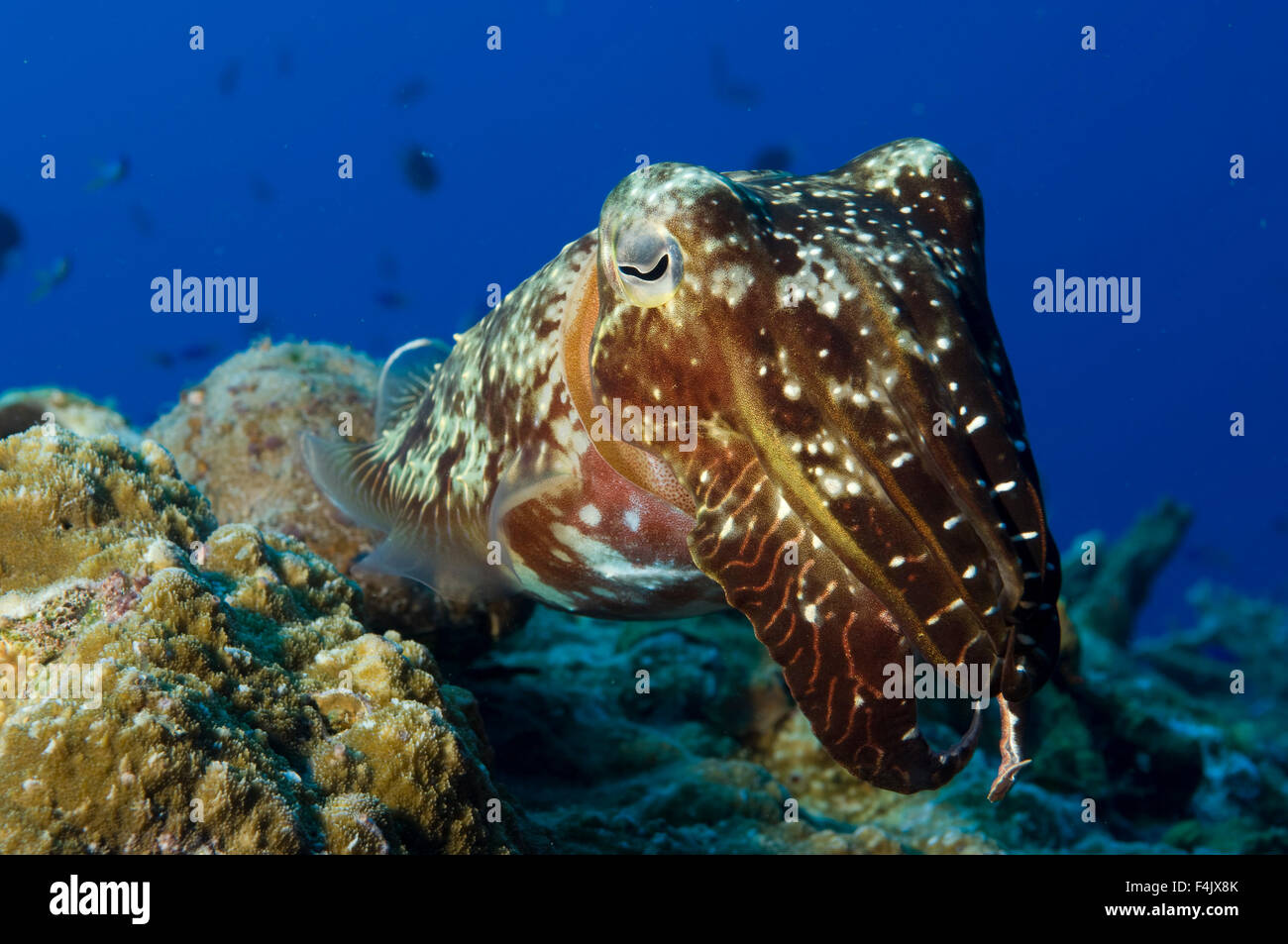 British cuttlefish hi-res stock photography and images - Alamy