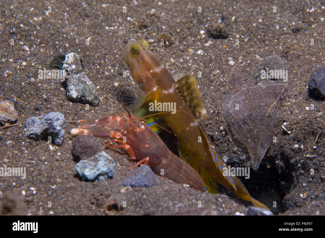 Shrimpgoby and shrimp Stock Photo - Alamy
