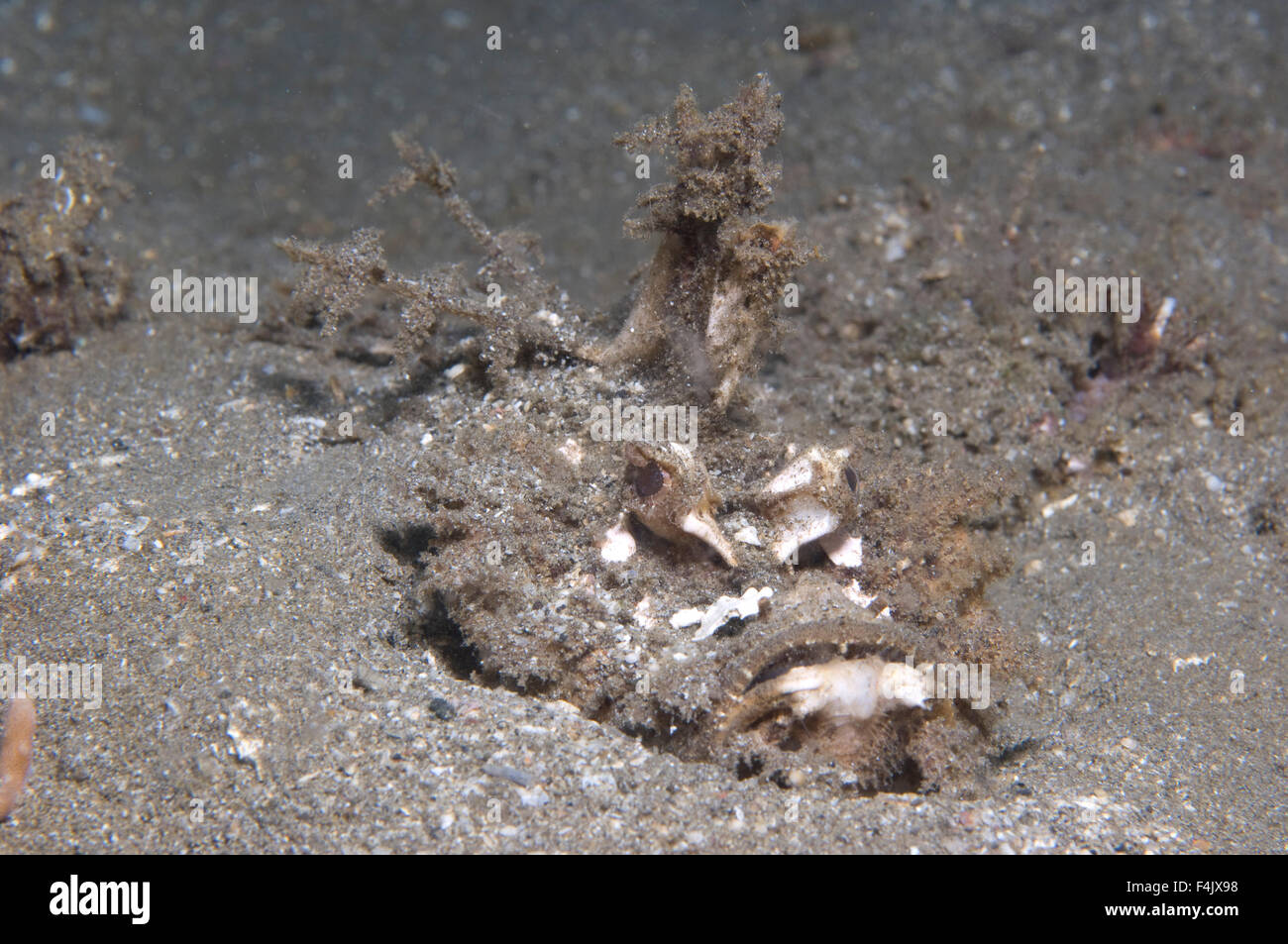 Spiny creatures hi-res stock photography and images - Alamy