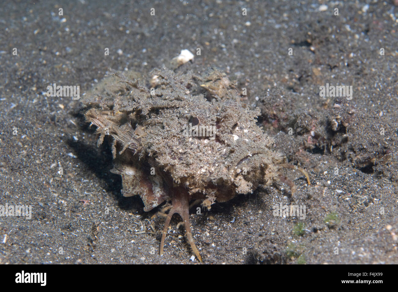 Spiny devilfish Stock Photo - Alamy