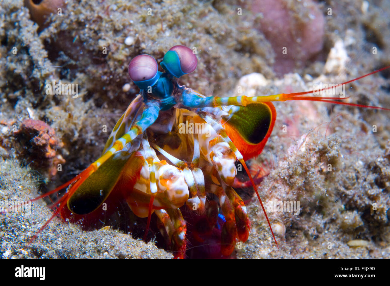 Volcano shrimp hi-res stock photography and images - Alamy