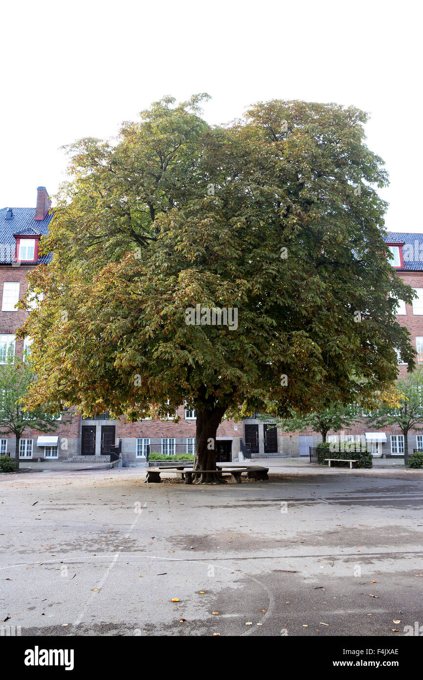 Tree in front of school yard Stock Photo - Alamy