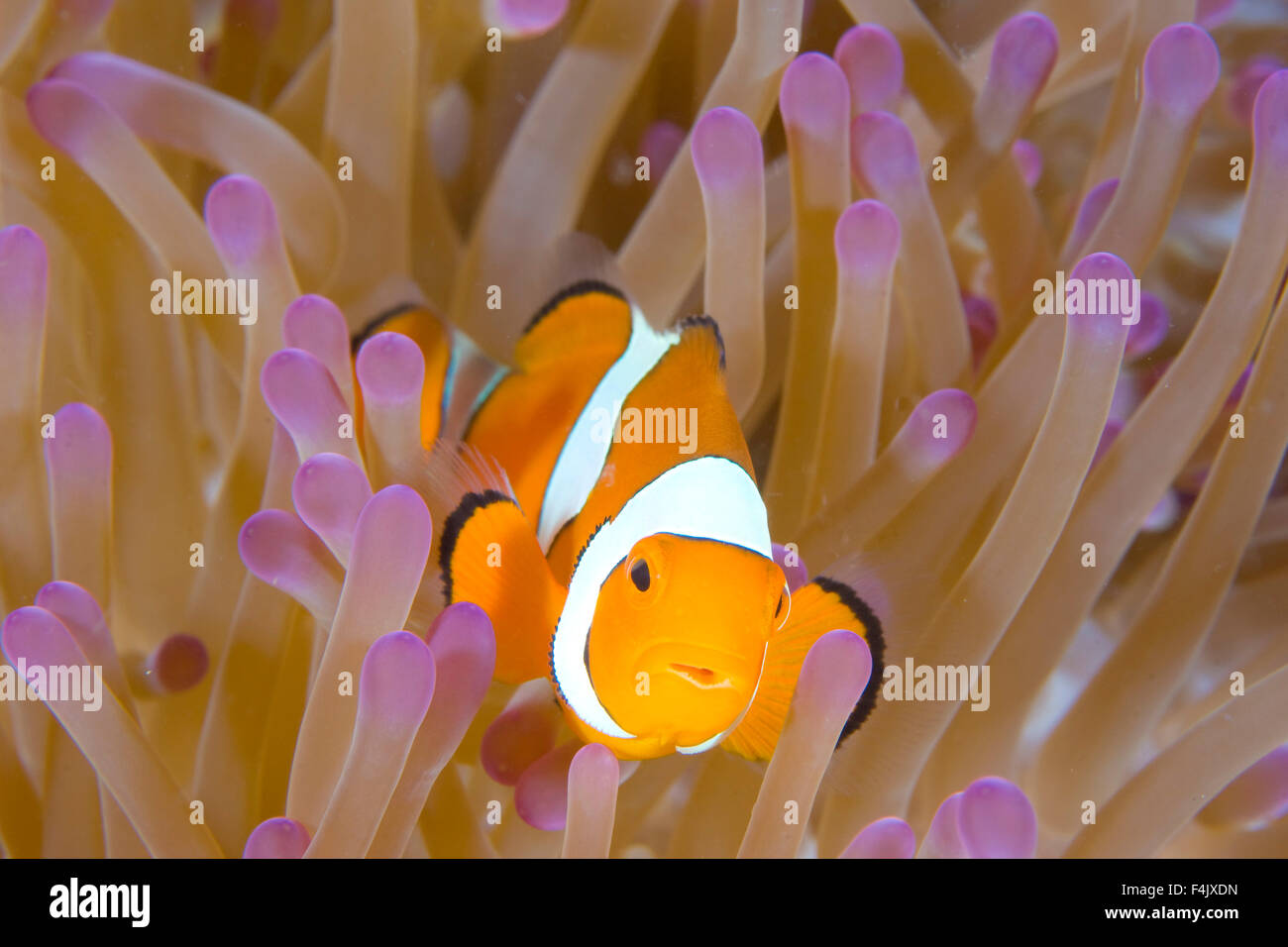Percula clownfish hi-res stock photography and images - Alamy