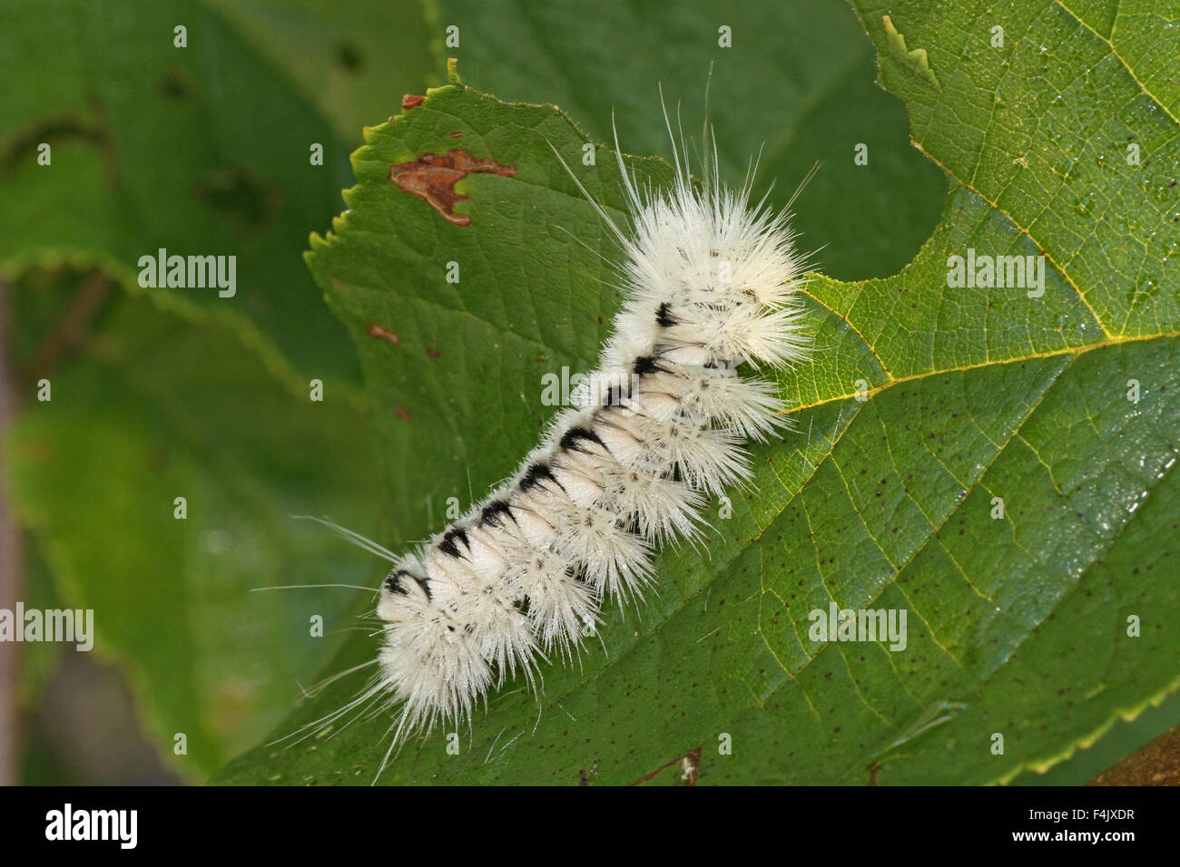 White hickory tussock moth caterpillar Stock Photo - Alamy