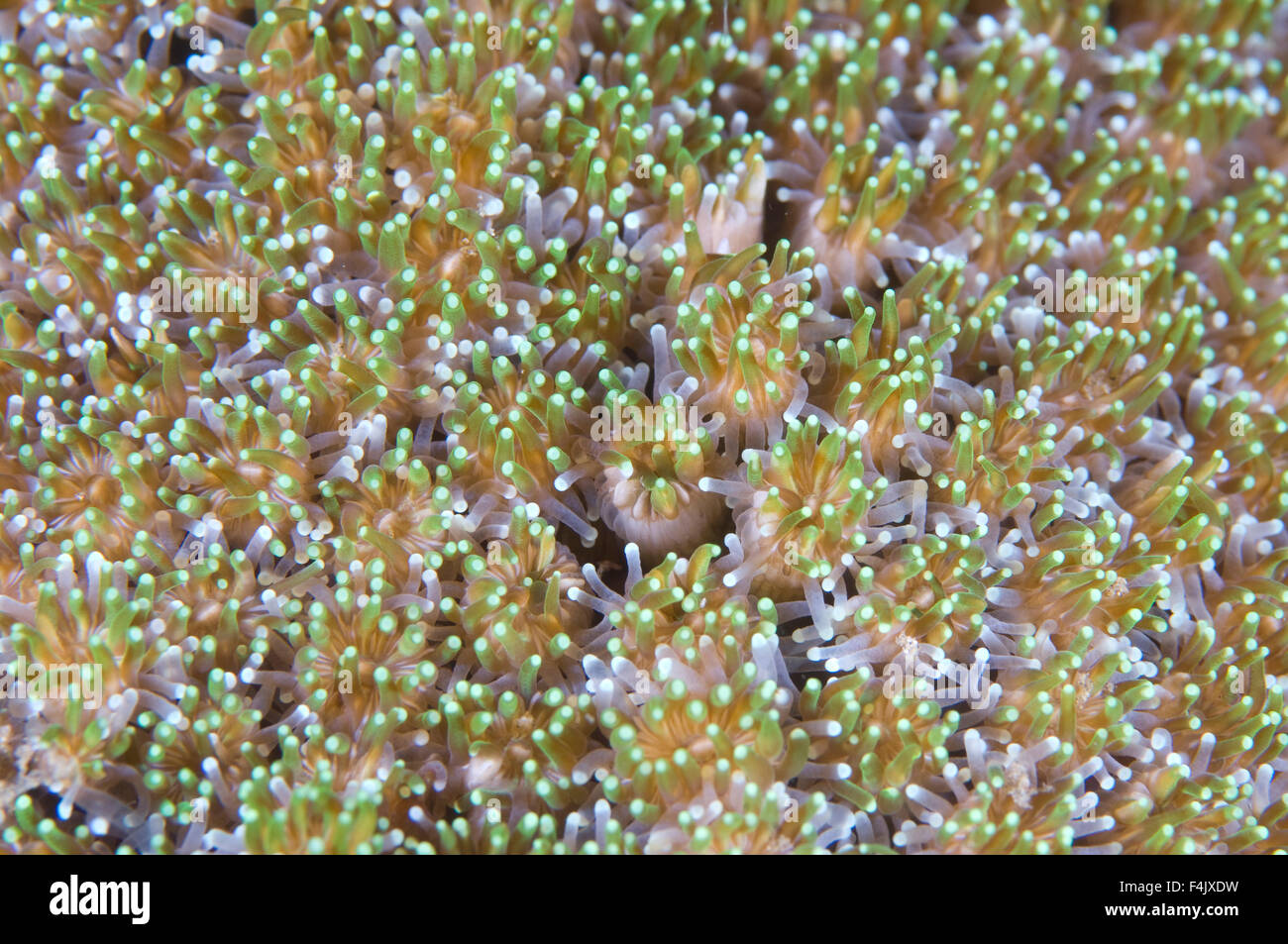 Close up of open coral polyps genus hi-res stock photography and images ...