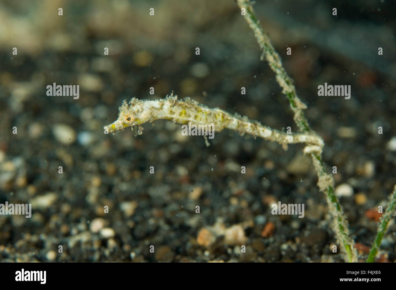 Shortpouch pygmy pipehorse Stock Photo - Alamy