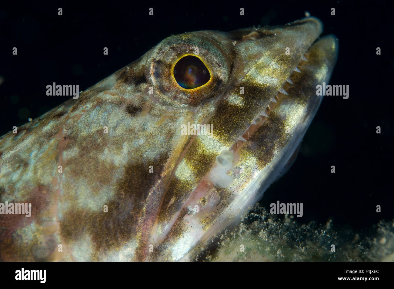 Variegated lizardfish hi-res stock photography and images - Alamy