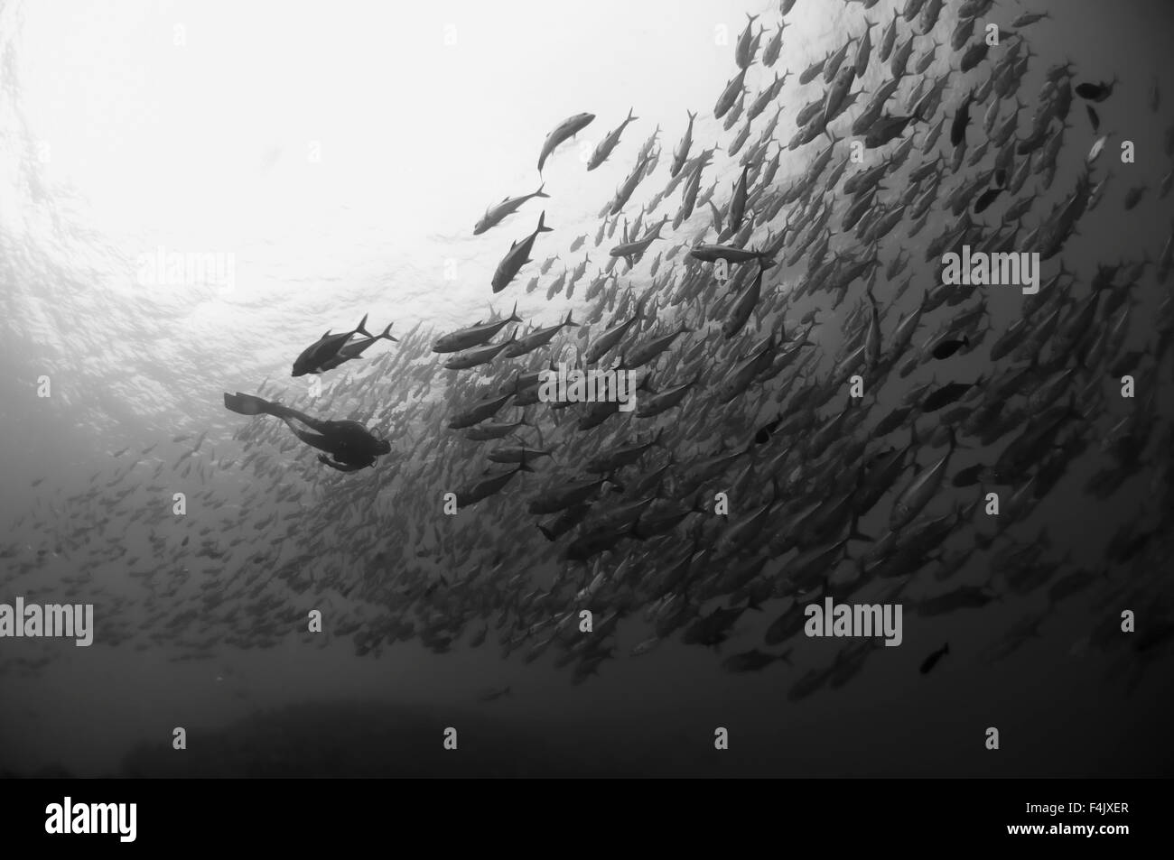 Diver and schooling fish Stock Photo - Alamy