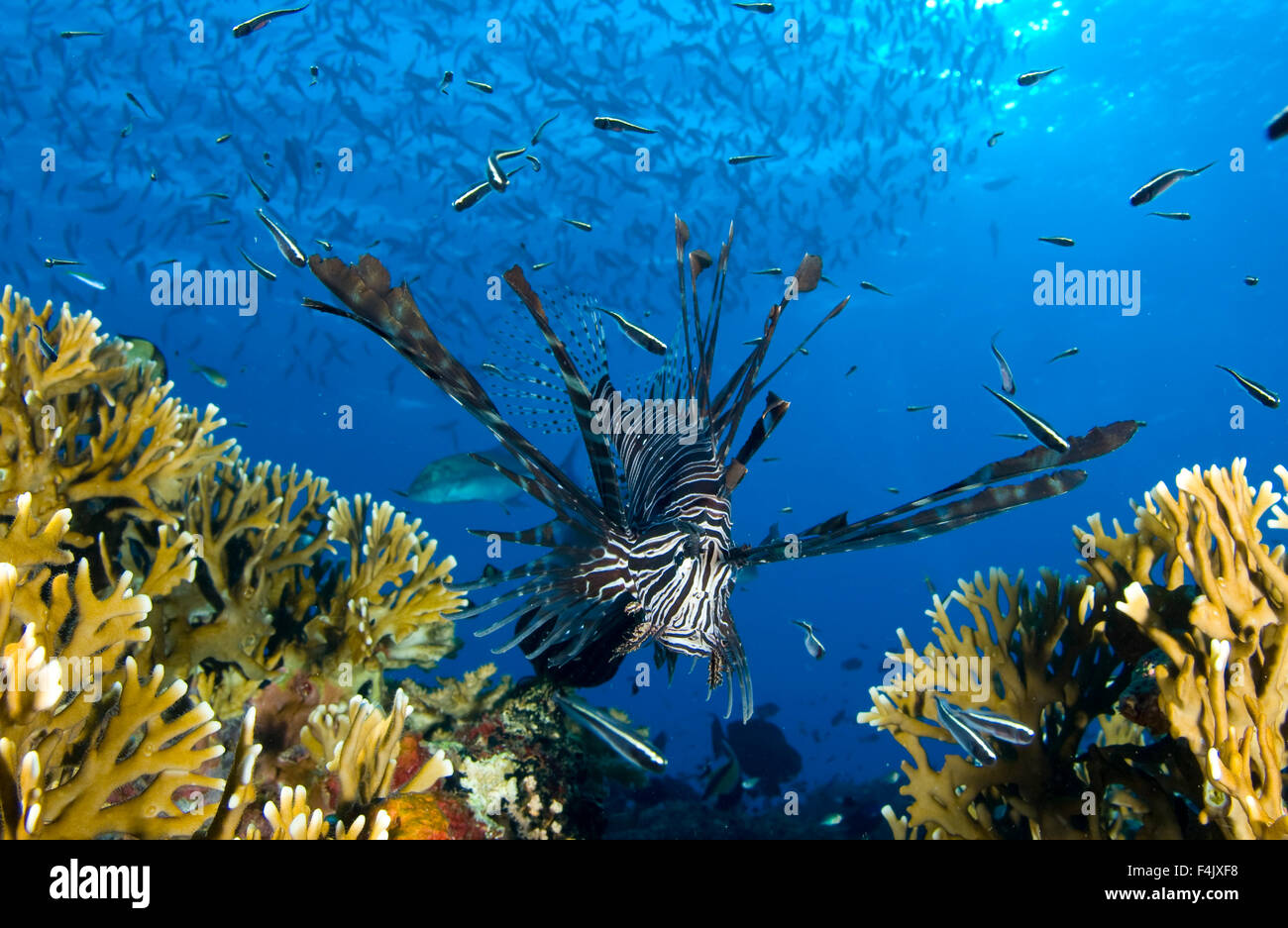 Symmetrical fish hi-res stock photography and images - Alamy