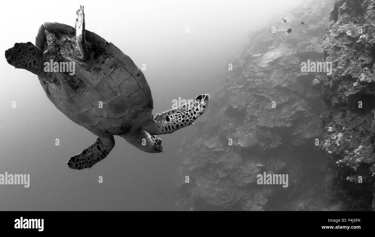Hawksbill sea turtle color Black and White Stock Photos & Images - Alamy