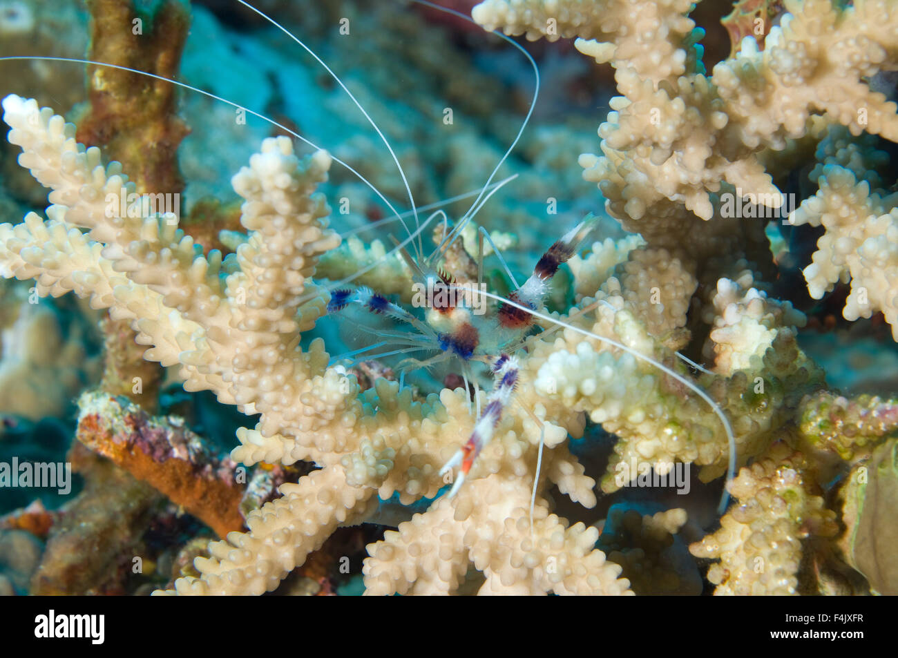 Banded coral shrimp stenopus hispidus hi-res stock photography and ...