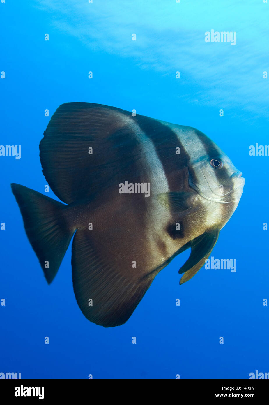 Longfin hi-res stock photography and images - Alamy