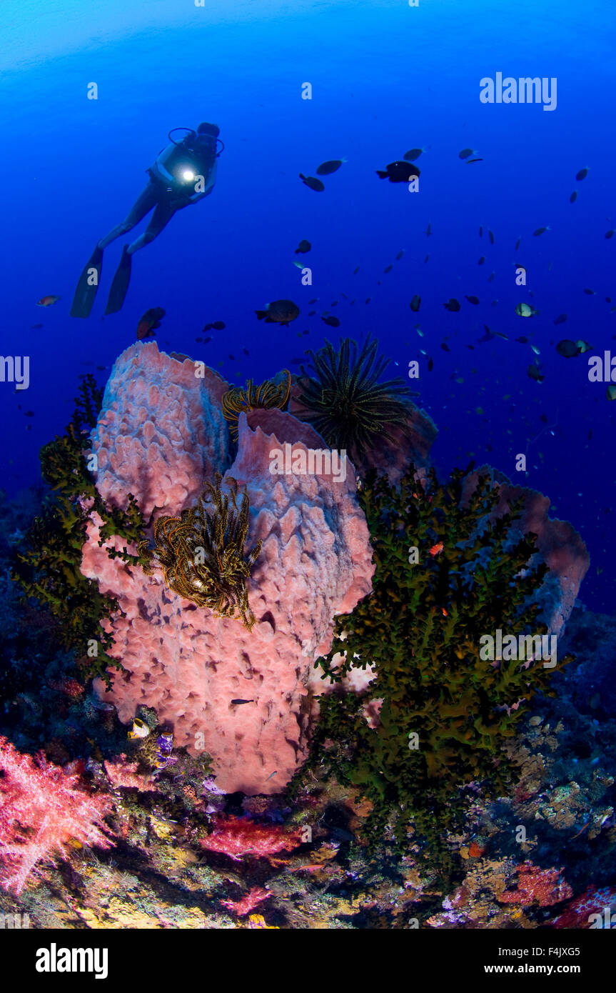 Diver and barrel sponge Stock Photo - Alamy