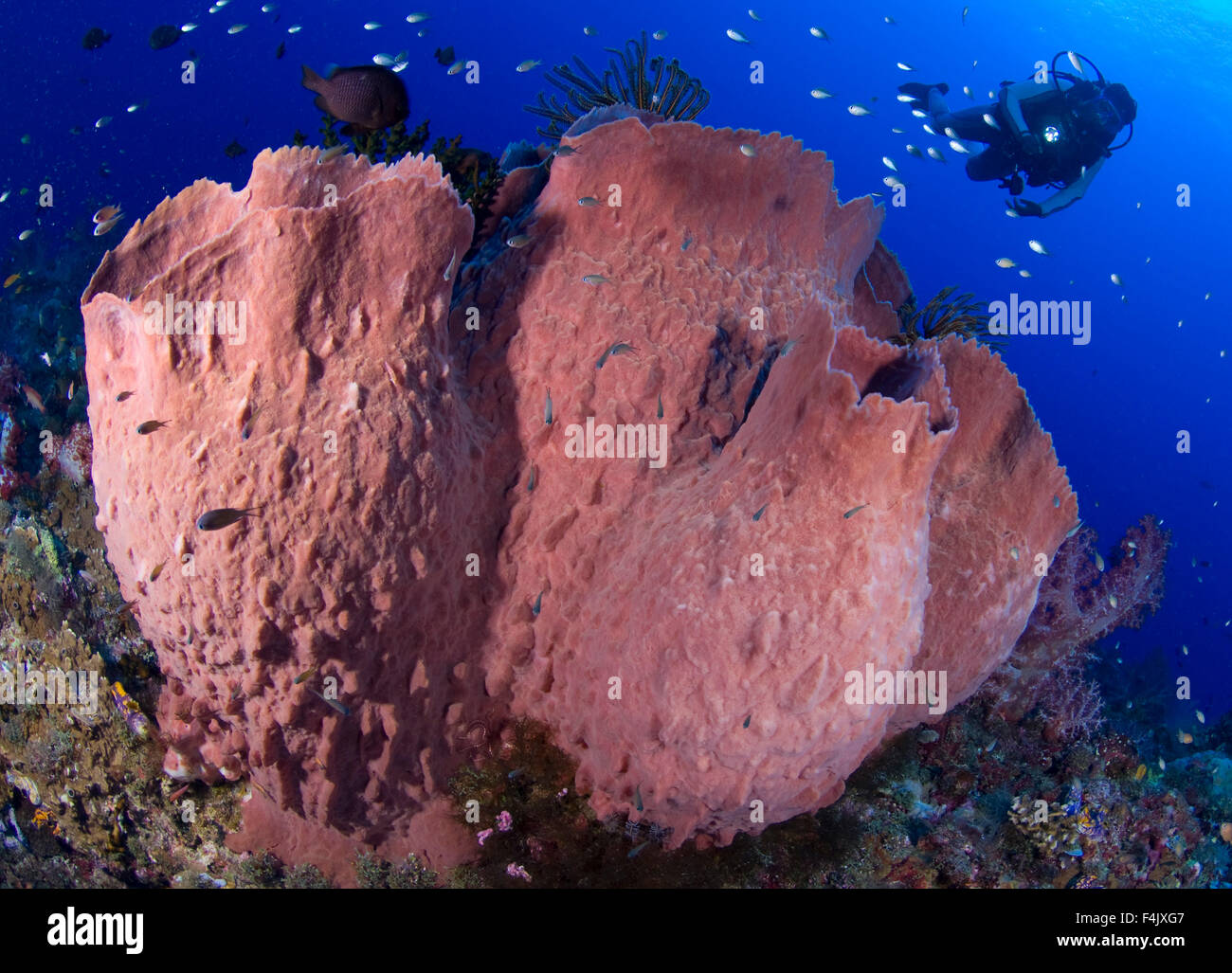 Diver with a giant sponge hi-res stock photography and images - Alamy