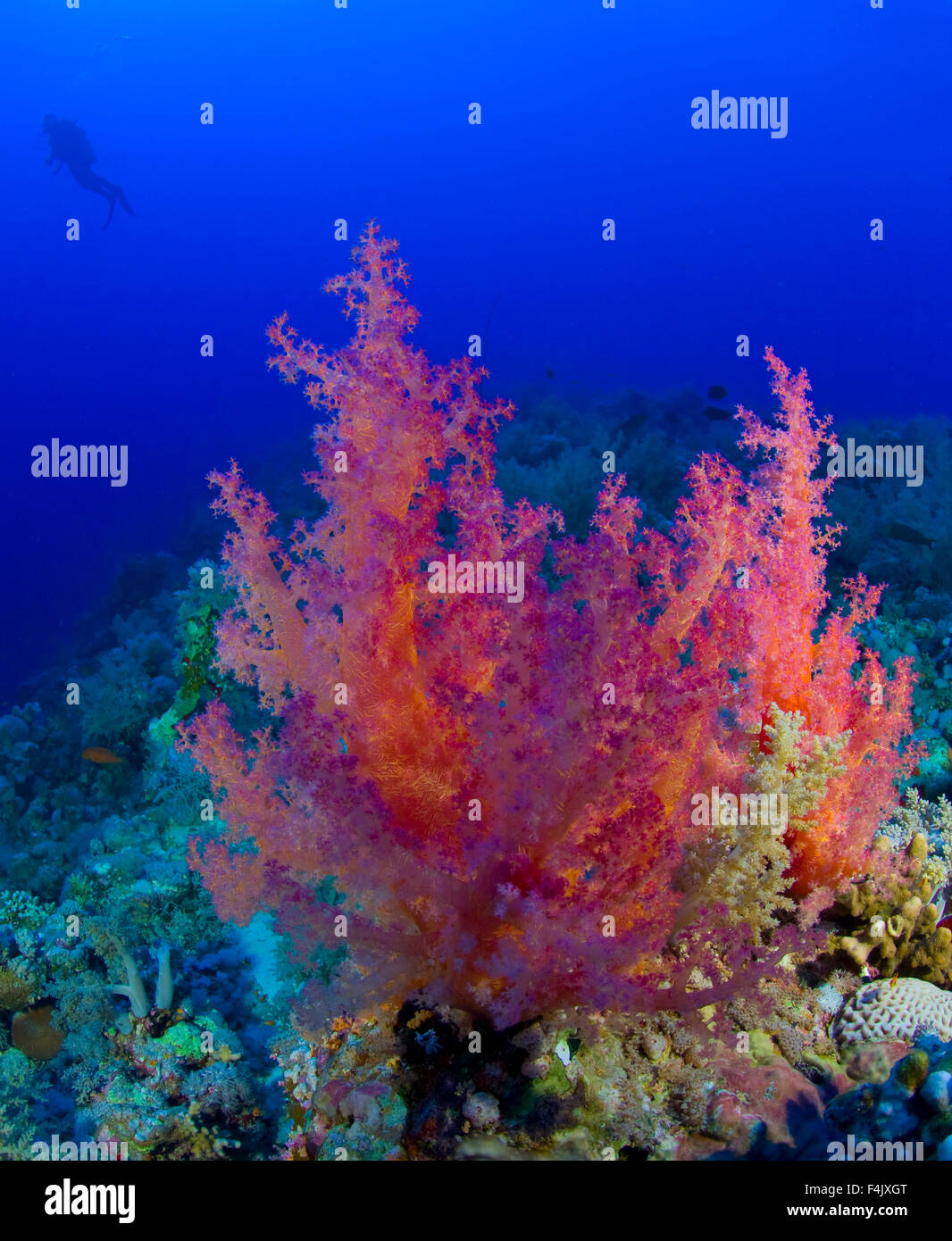 Softcoral hi-res stock photography and images - Alamy