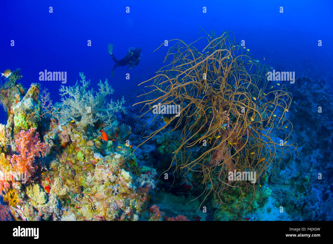 Southern egyptian red sea hi-res stock photography and images - Alamy
