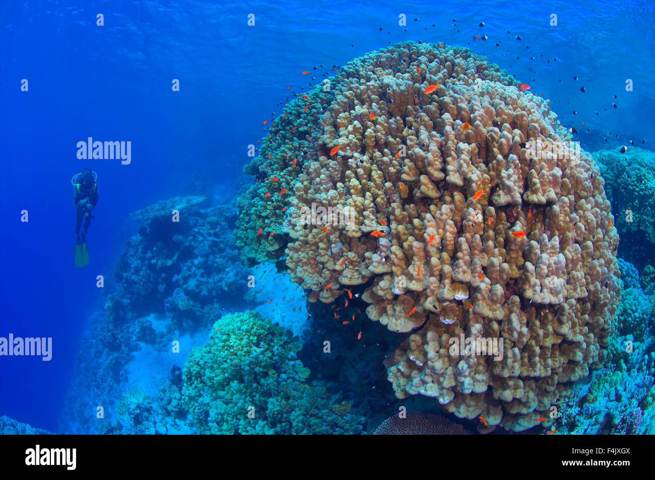 Southern egyptian red sea hi-res stock photography and images - Alamy