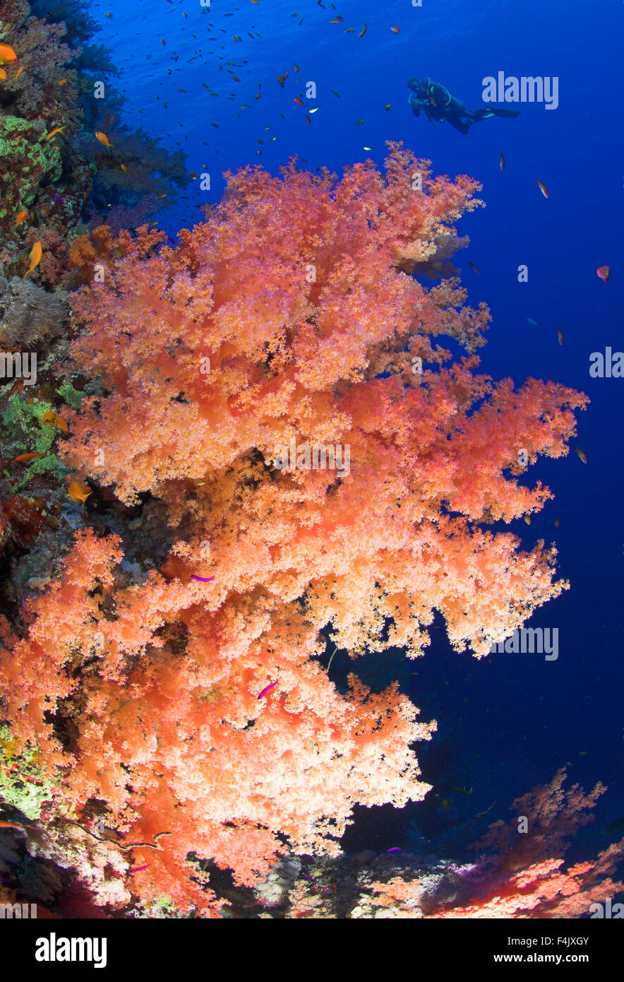 Softcoral hi-res stock photography and images - Alamy