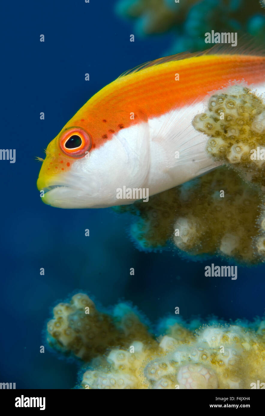 Yellow hawkfish hi-res stock photography and images - Alamy