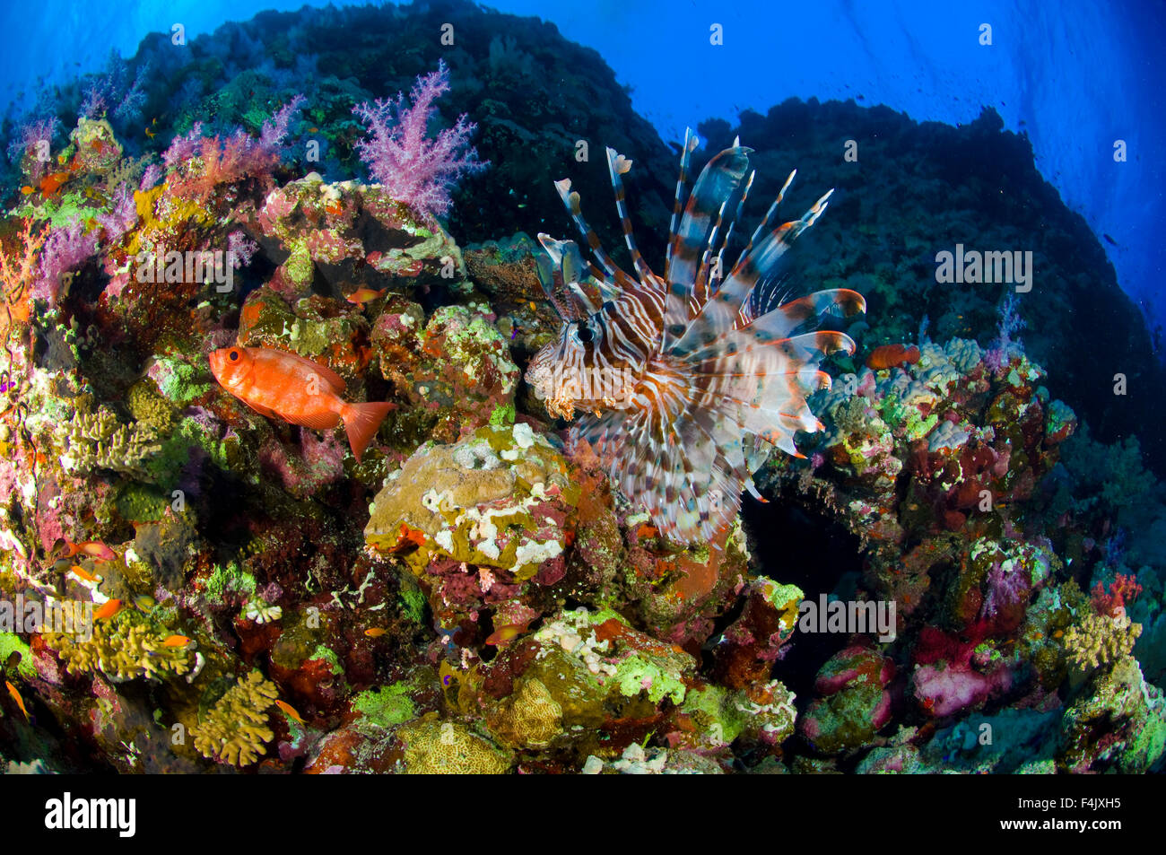 Lionfish front view hi-res stock photography and images - Alamy