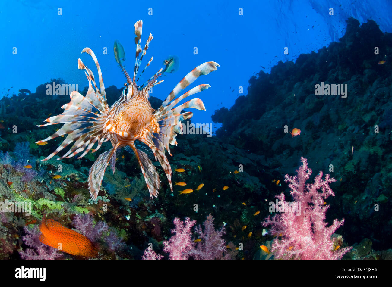 Lionfish front view hi-res stock photography and images - Alamy