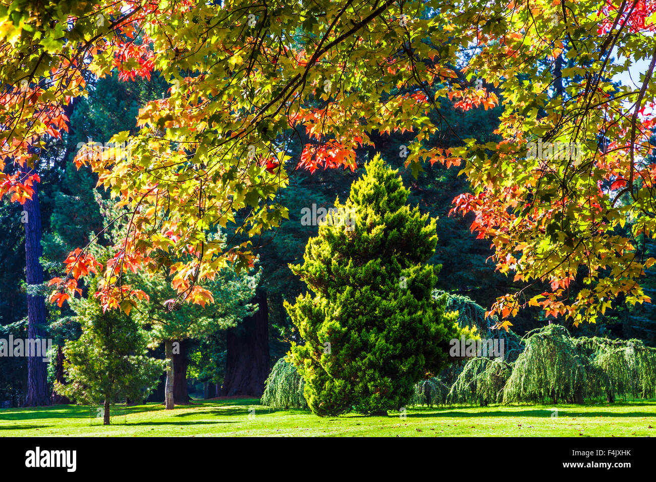 Autumn trees in the parkland of the Bowood Estate in Wiltshire Stock ...