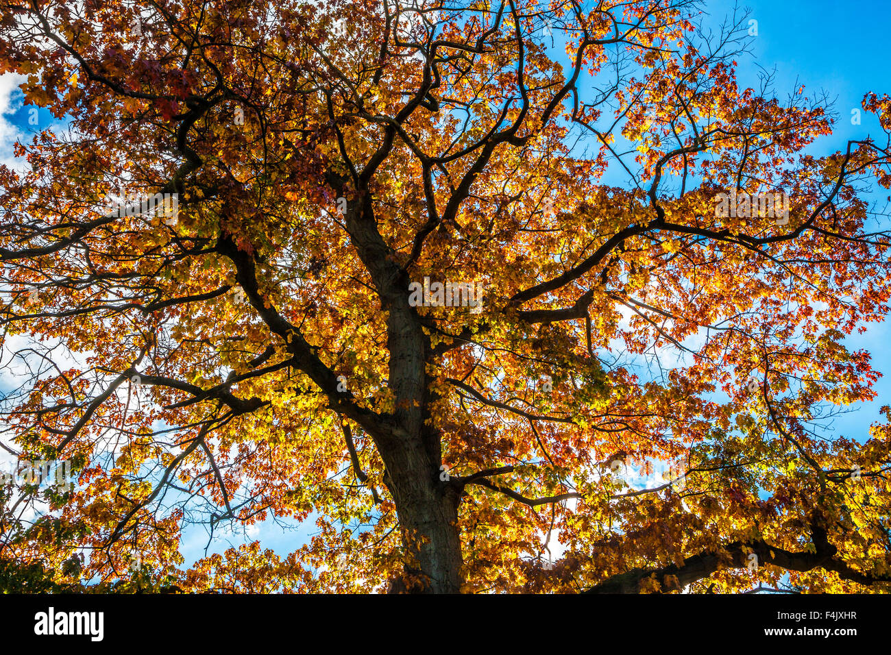 Canopy of autumn leaves hi-res stock photography and images - Alamy