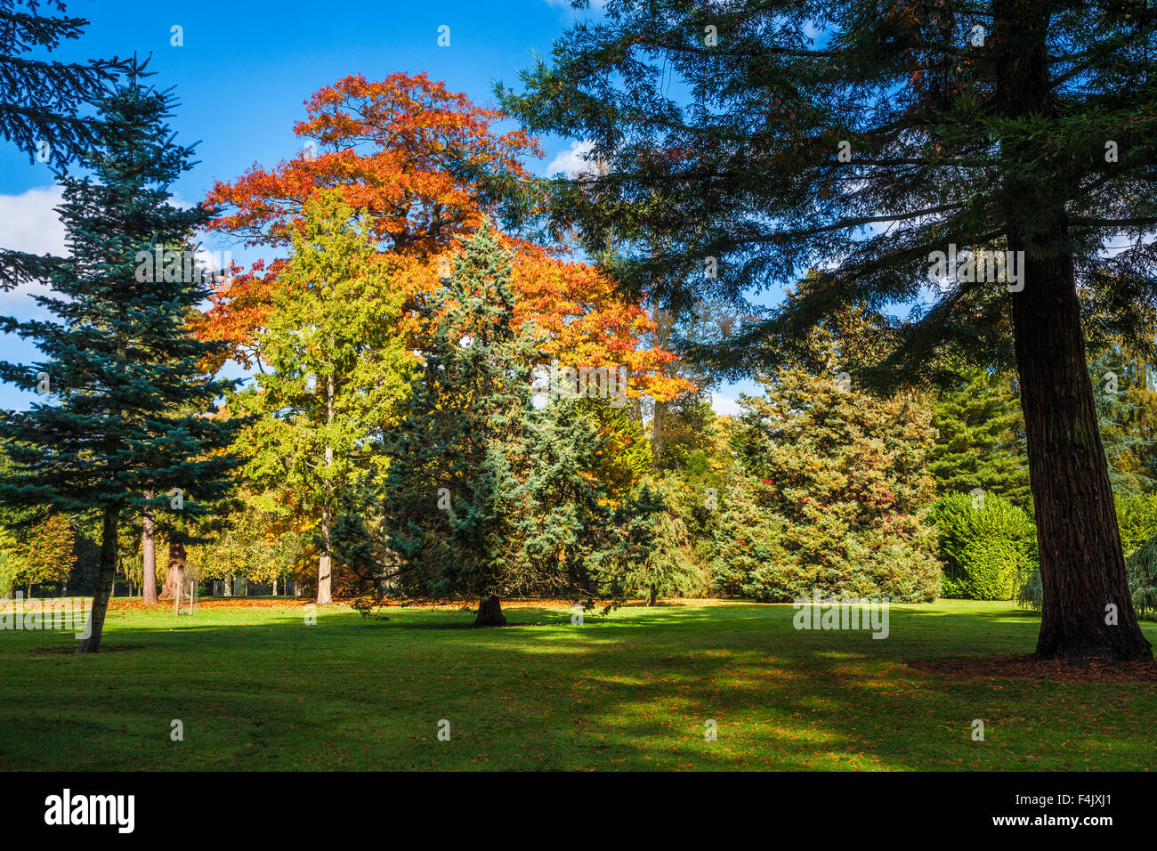 Redwood trees autumn hi-res stock photography and images - Alamy
