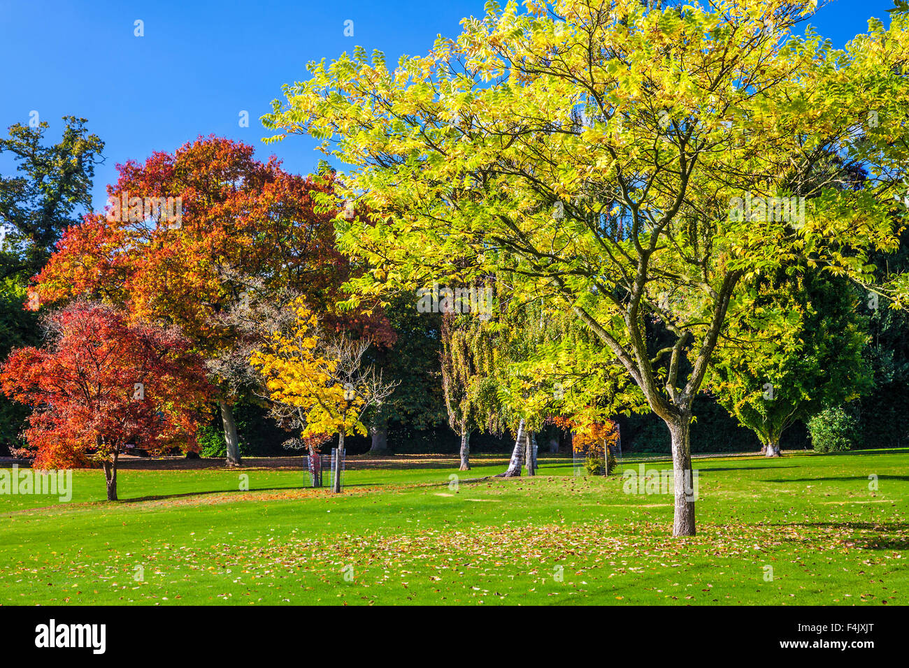 Autumn trees in the parkland of the Bowood Estate in Wiltshire Stock ...