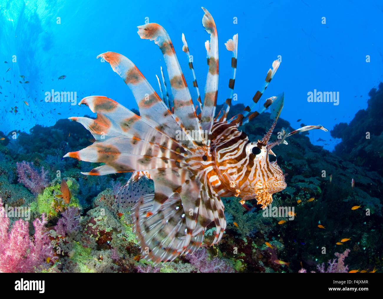 Lionfish front view hi-res stock photography and images - Alamy