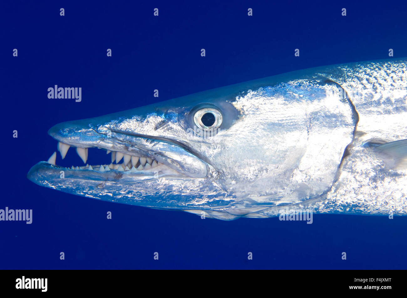 Southern egyptian red sea hi-res stock photography and images - Alamy