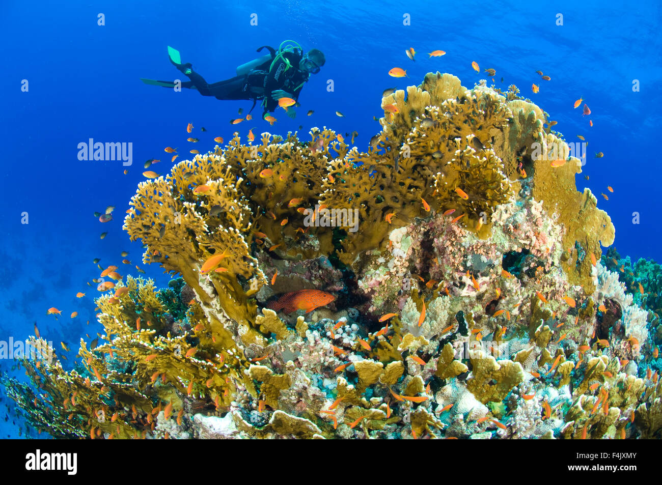 Hydroid colony hi-res stock photography and images - Alamy