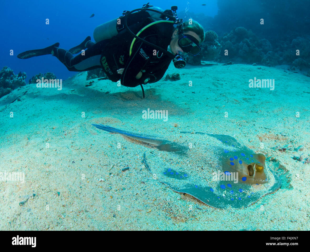 Stingray and diver Stock Photo - Alamy