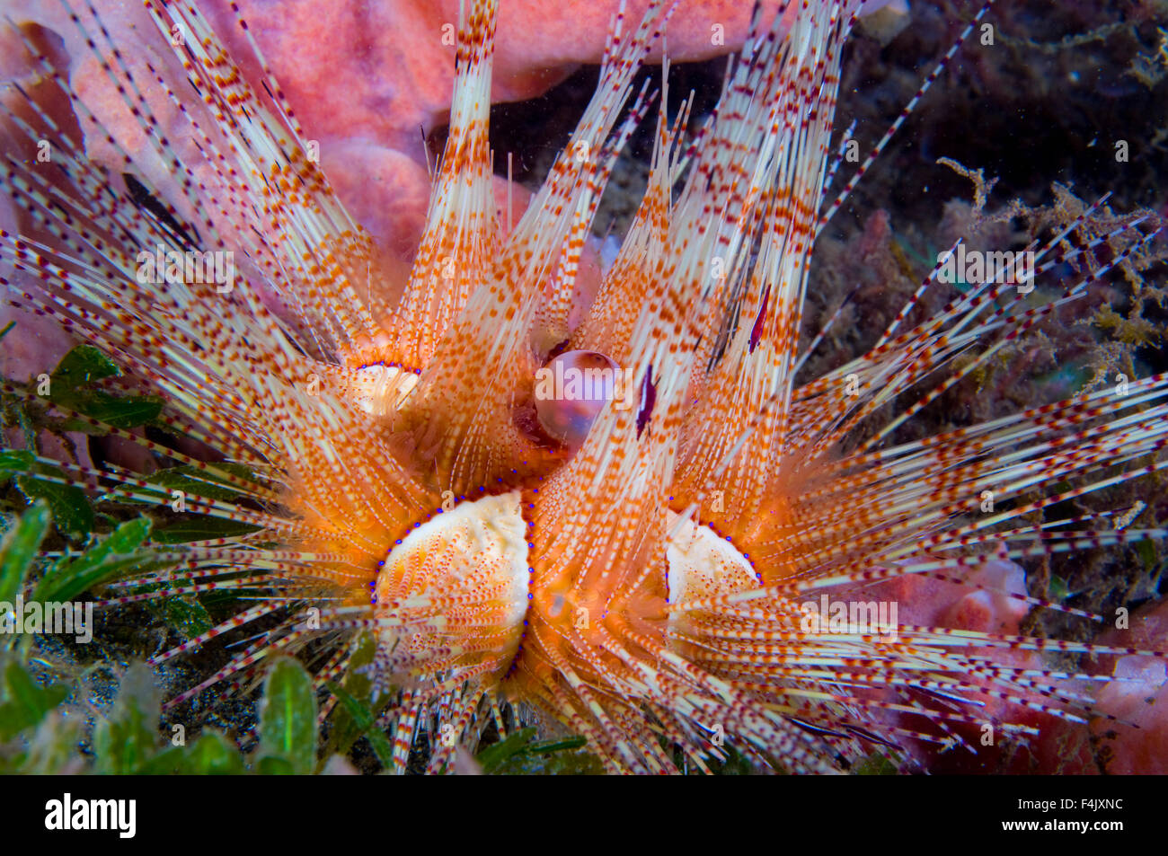 Young sea urchin hi-res stock photography and images - Alamy