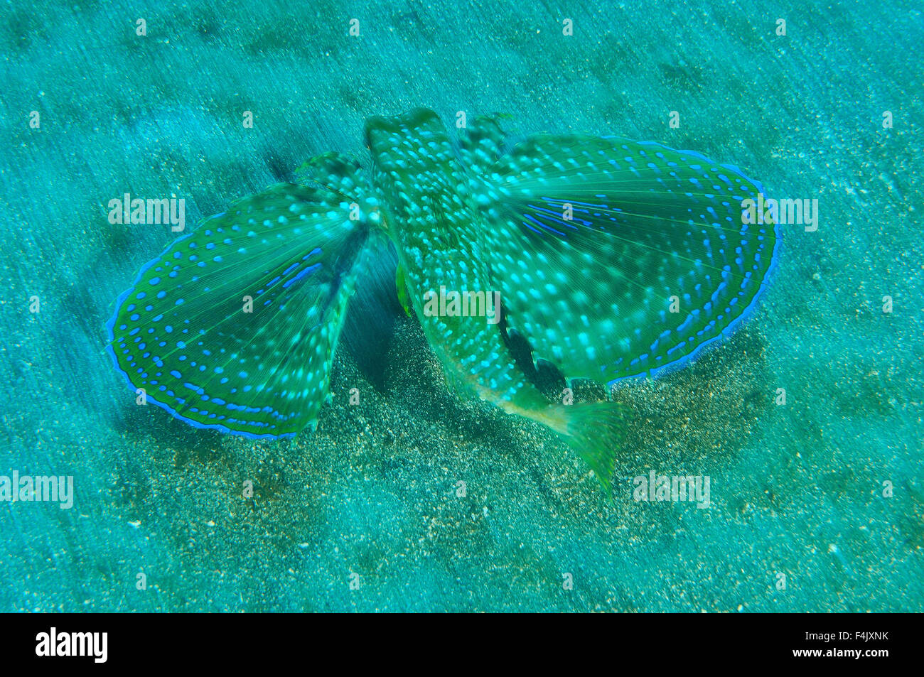 Flying gurnard hi-res stock photography and images - Alamy