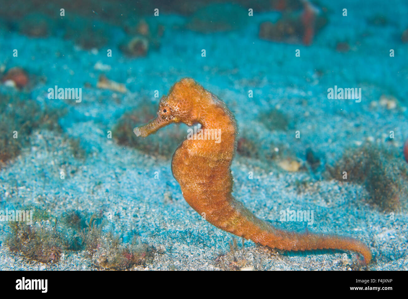 Seahorse swimming underwater hi-res stock photography and images - Alamy