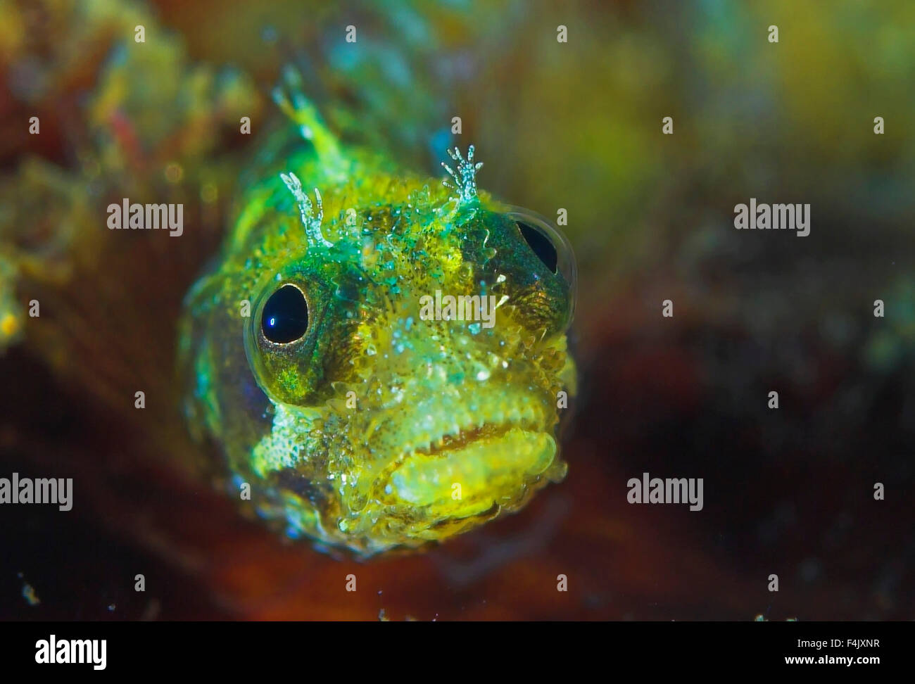 One Spot Blenny