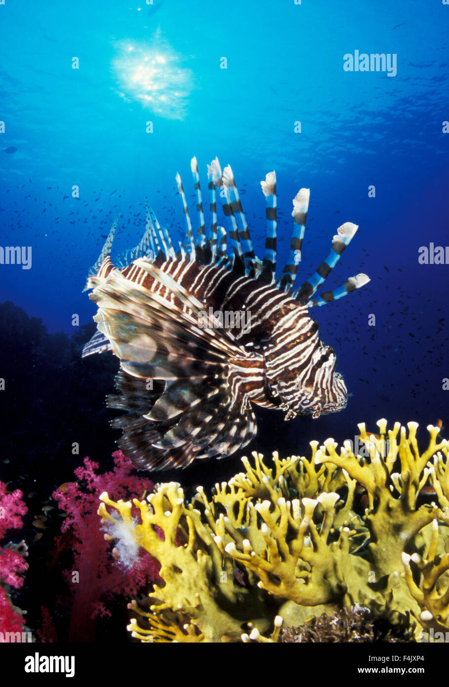 Lionfish hi-res stock photography and images - Alamy
