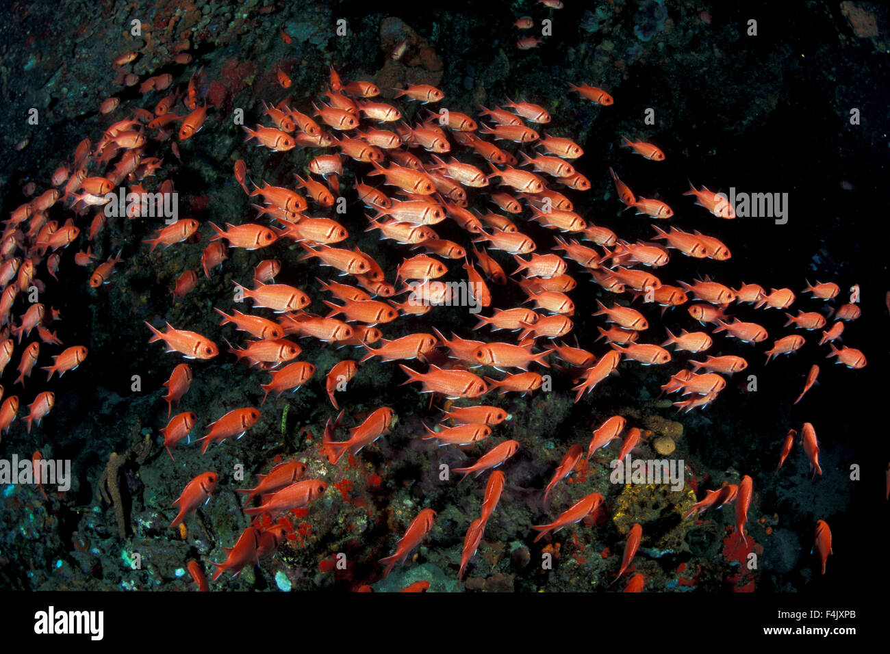 Soldierfish hi-res stock photography and images - Alamy