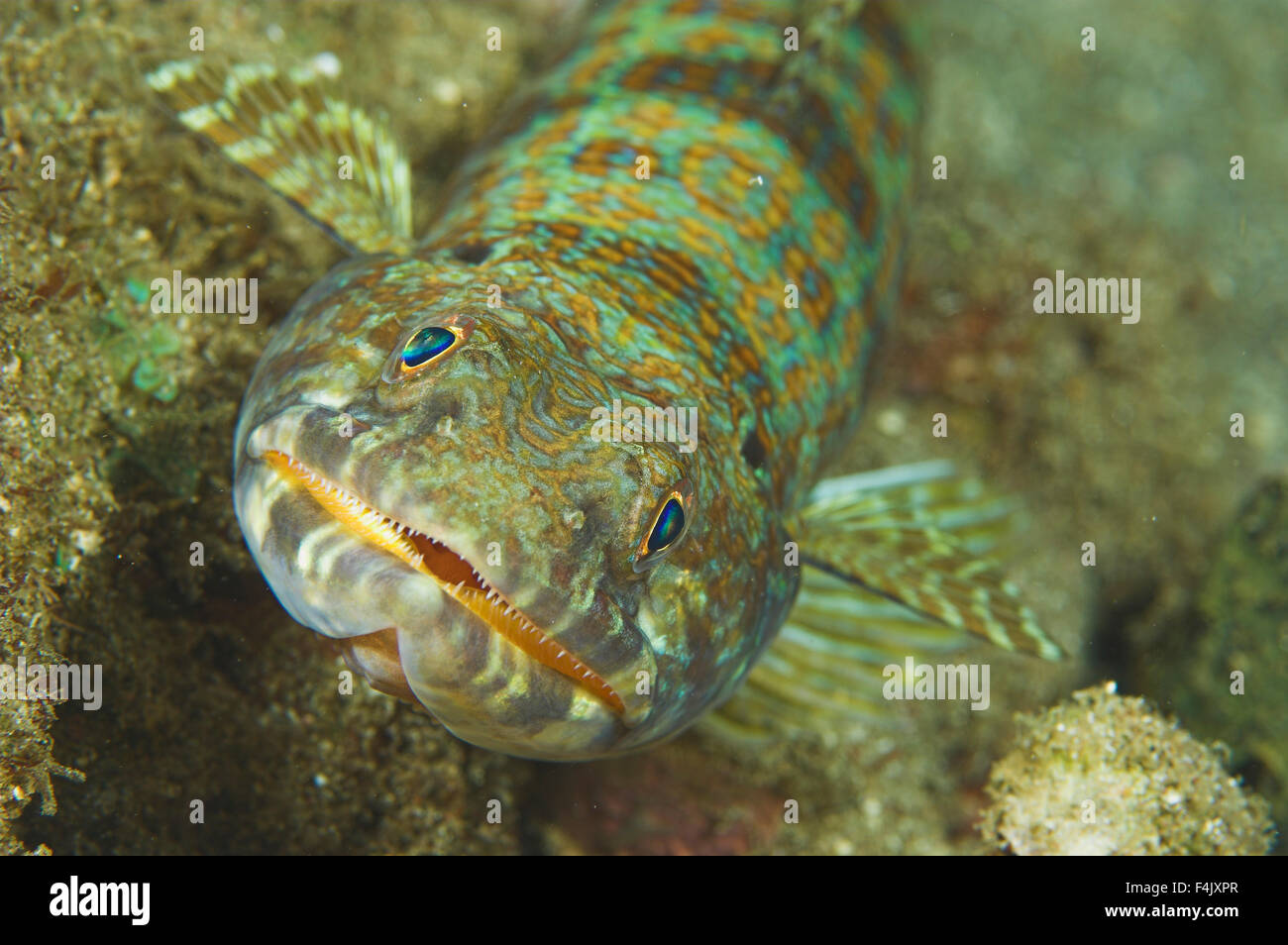 Lizardfish hi-res stock photography and images - Alamy