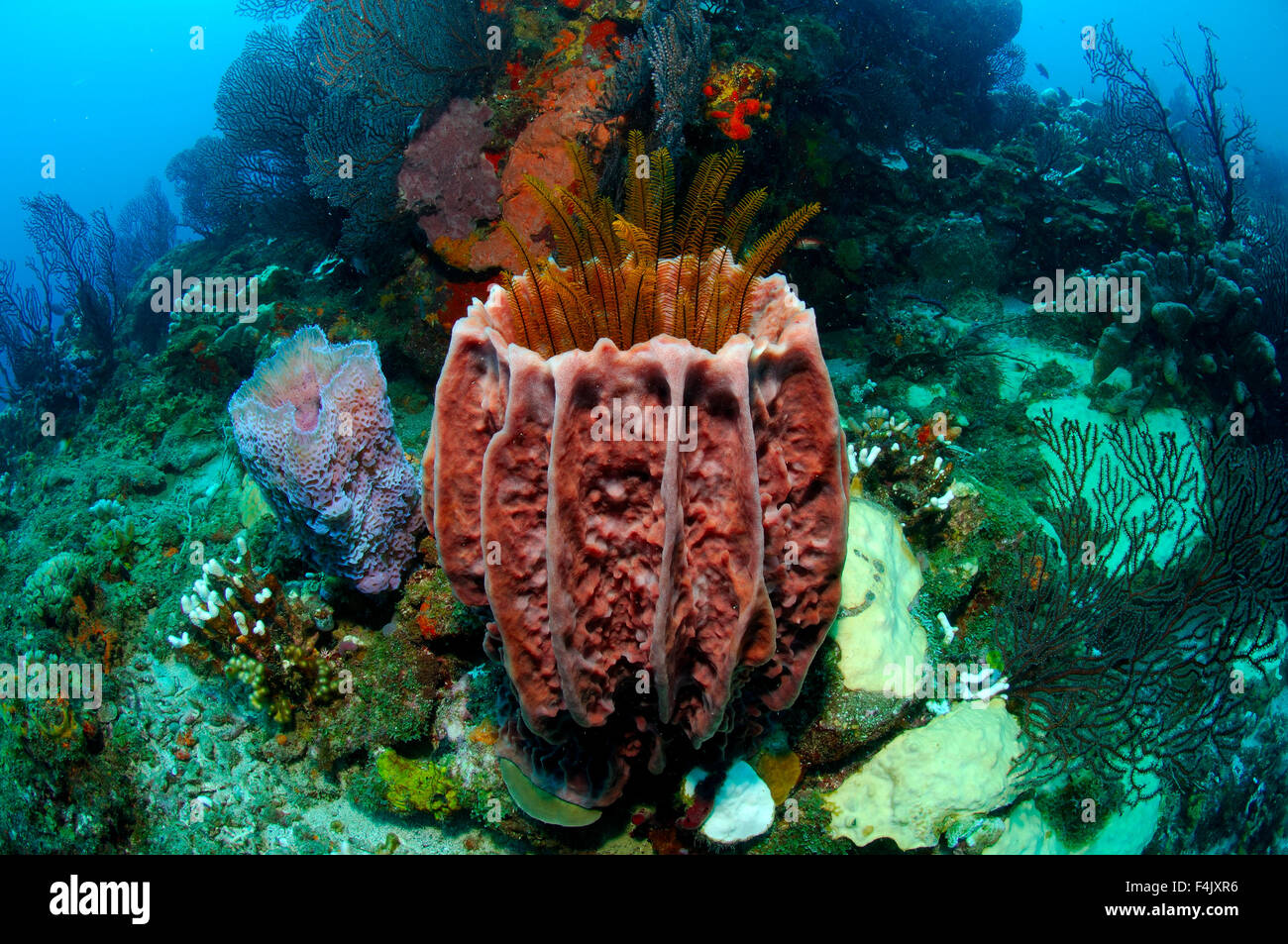 Basket sponge with crinoid inside hi-res stock photography and images ...
